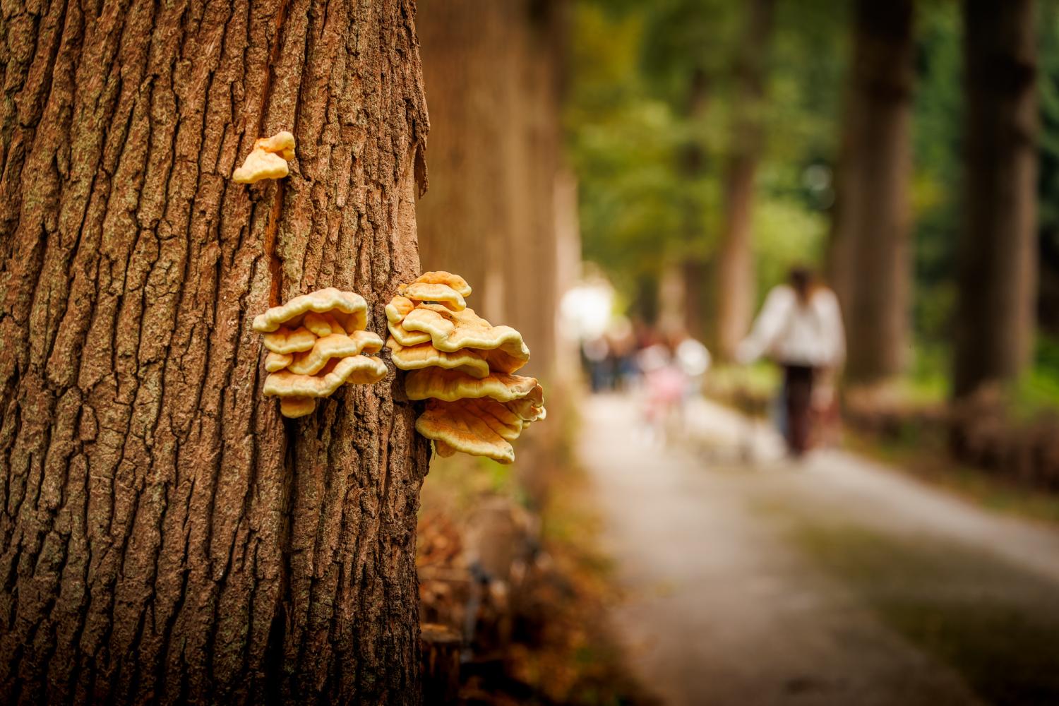 Lichtbos Vibes | Gemeente Eindhoven